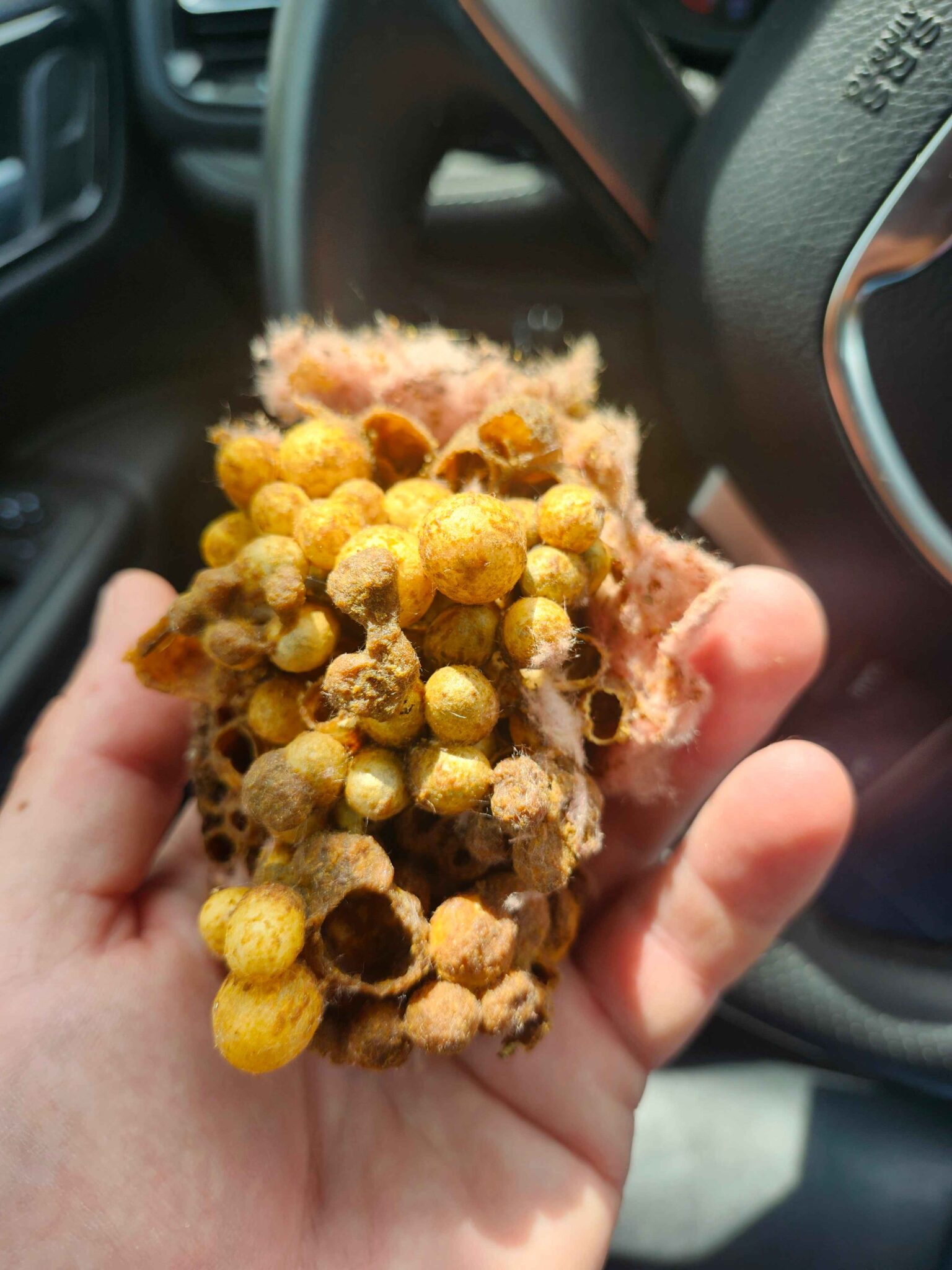 Residential Services - Lady Bugs All Pest Control Solutions